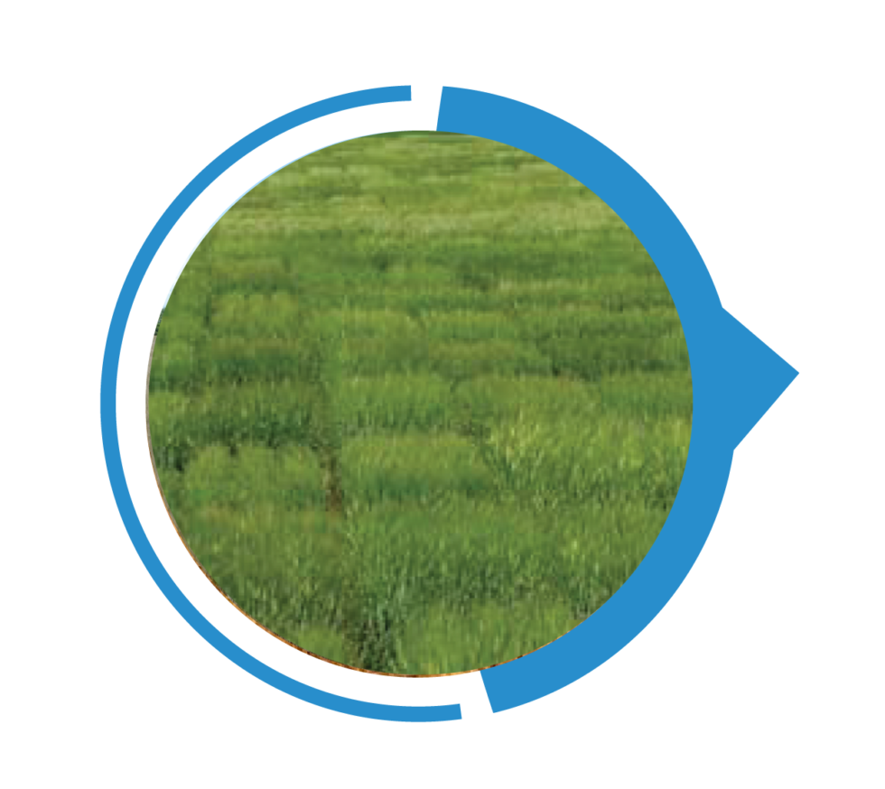ND Treasure Barley - NDCISA
