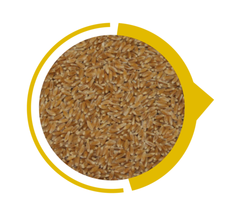 AAC Spitfire Durum - NDCISA