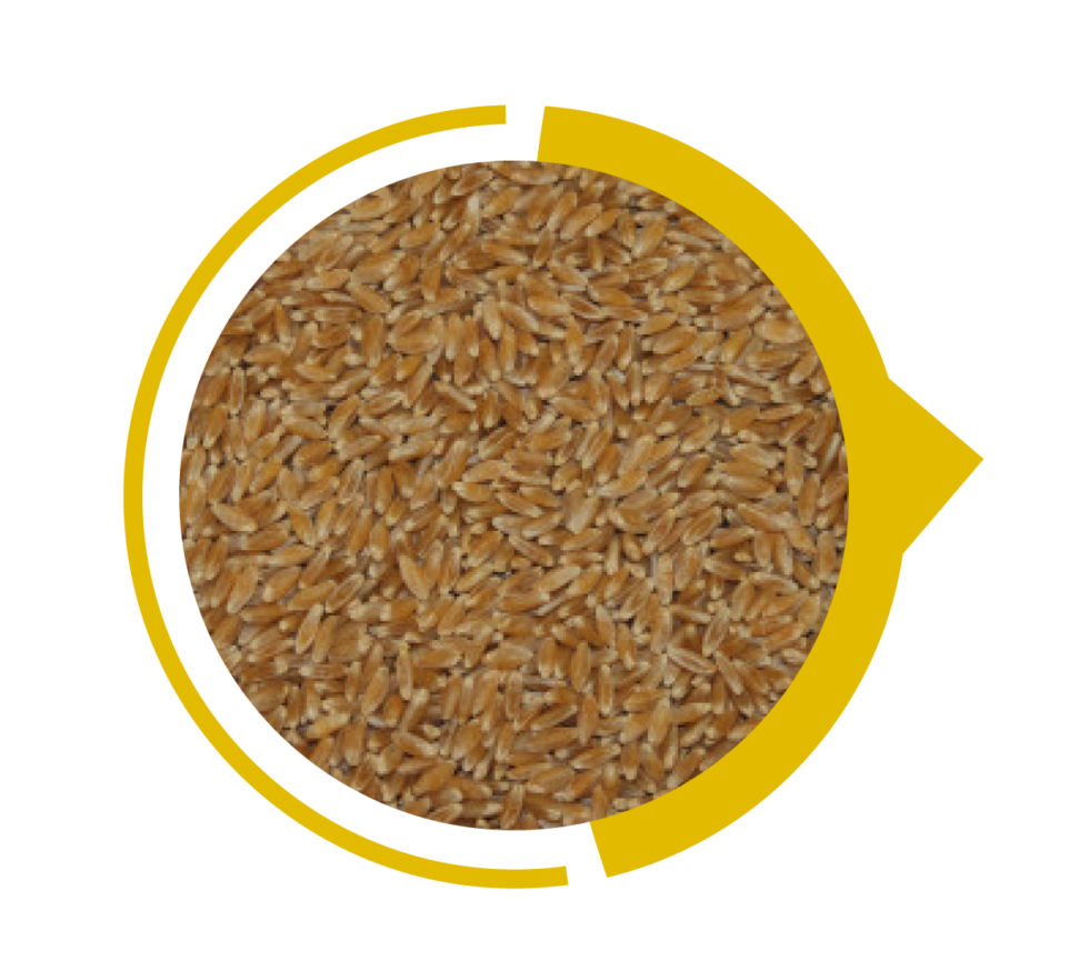 AAC Spitfire Durum - NDCISA