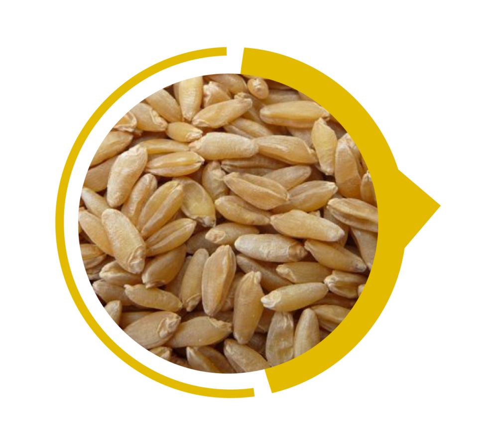 ND Riveland Durum - NDCISA
