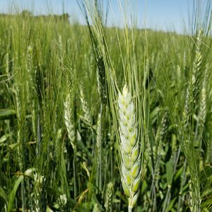 Durum Seeds - NDCISA