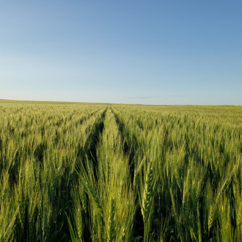 North Dakota Crop Improvement & Seed Association